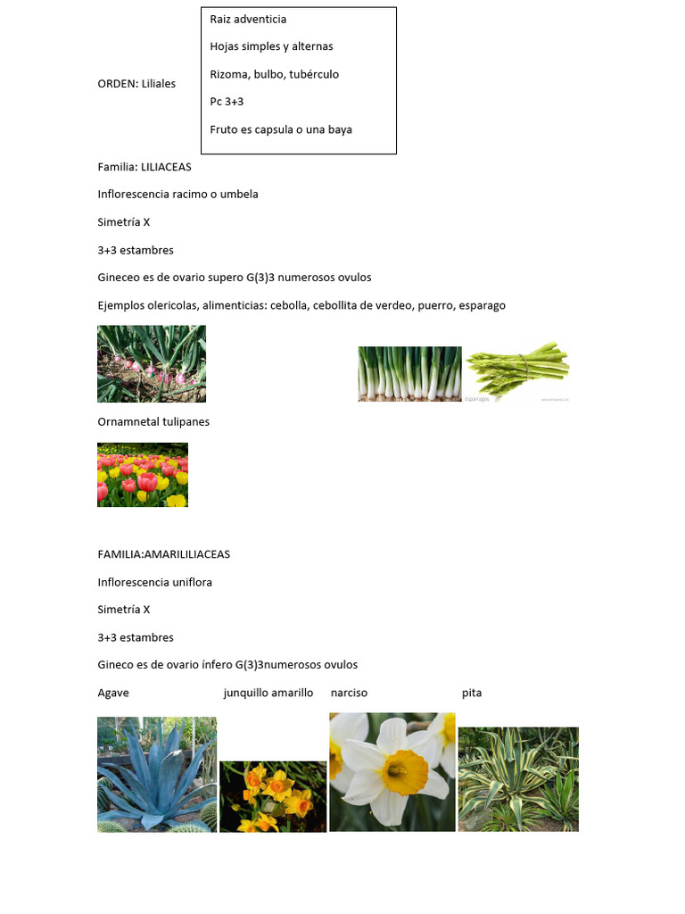 Monocotiledoneas | PDF | Arecaceae | Botánica