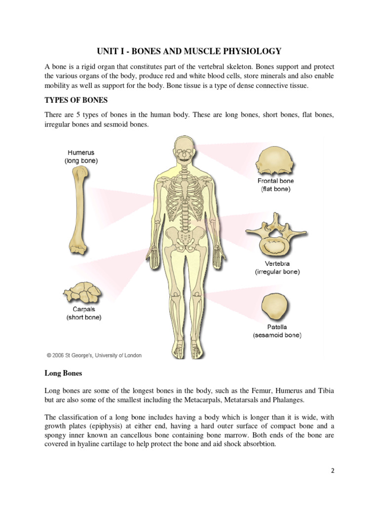 Bone and Muscle Physiology Guide | PDF | Blood Type | Electromyography