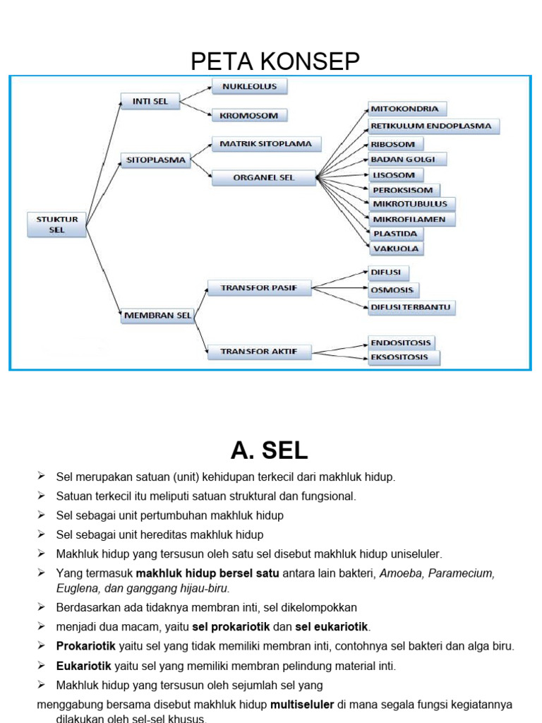 Struktur Sel Dan Fungsinya Pdf