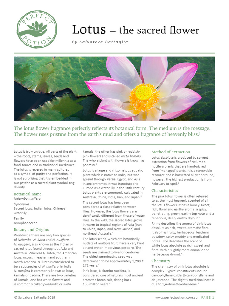 A4 Pink Lotus Info Sheet | PDF