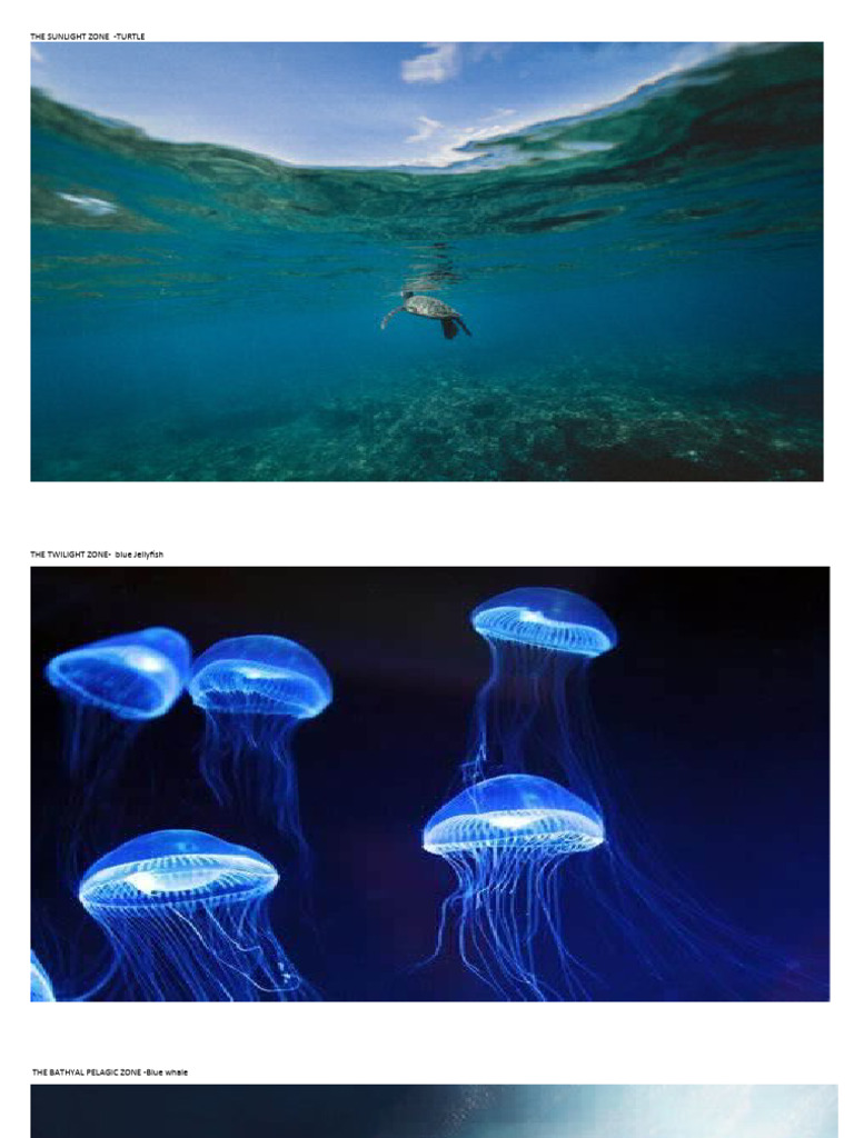 The Layers of The Oceans Creatures | PDF