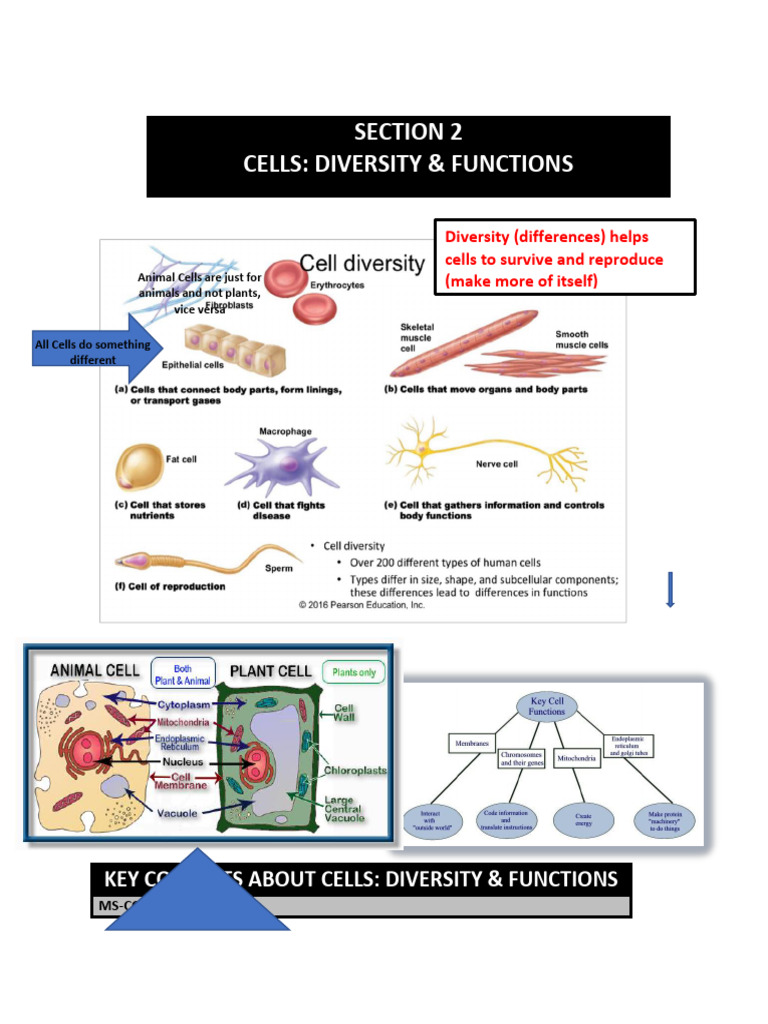 Key Concepts About Cells: Diversity & Functions | PDF | Cell (Biology ...