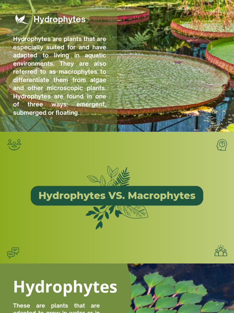 Hydrophytes | PDF