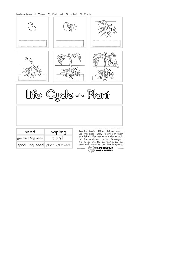 Plant Life Cycle Worksheets | PDF