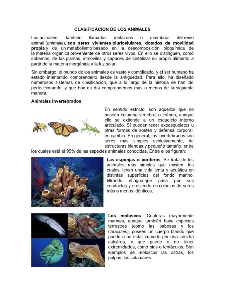 Clasificación de los Animales | PDF | Anfibio | Esponja
