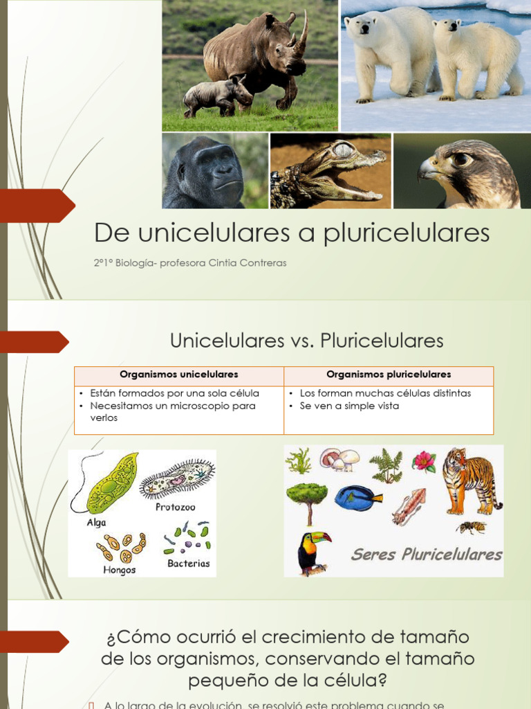 Evolución: Unicelulares a Pluricelulares | PDF | Biología Celular ...