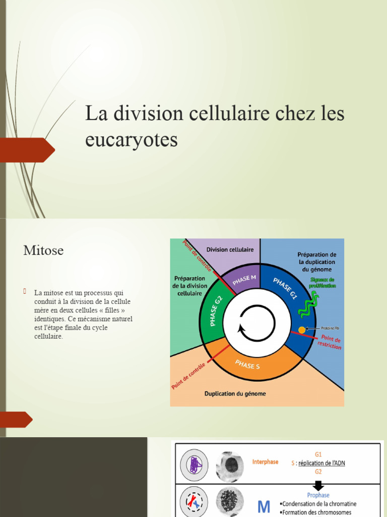 Division Cellulaire Chez Les Eucaryotes Pdf Sciences Et Mathématiques