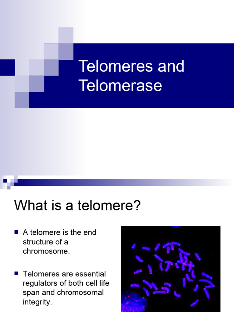 Telomeres and Telomerase in Cancer | PDF | Telomere | Biology