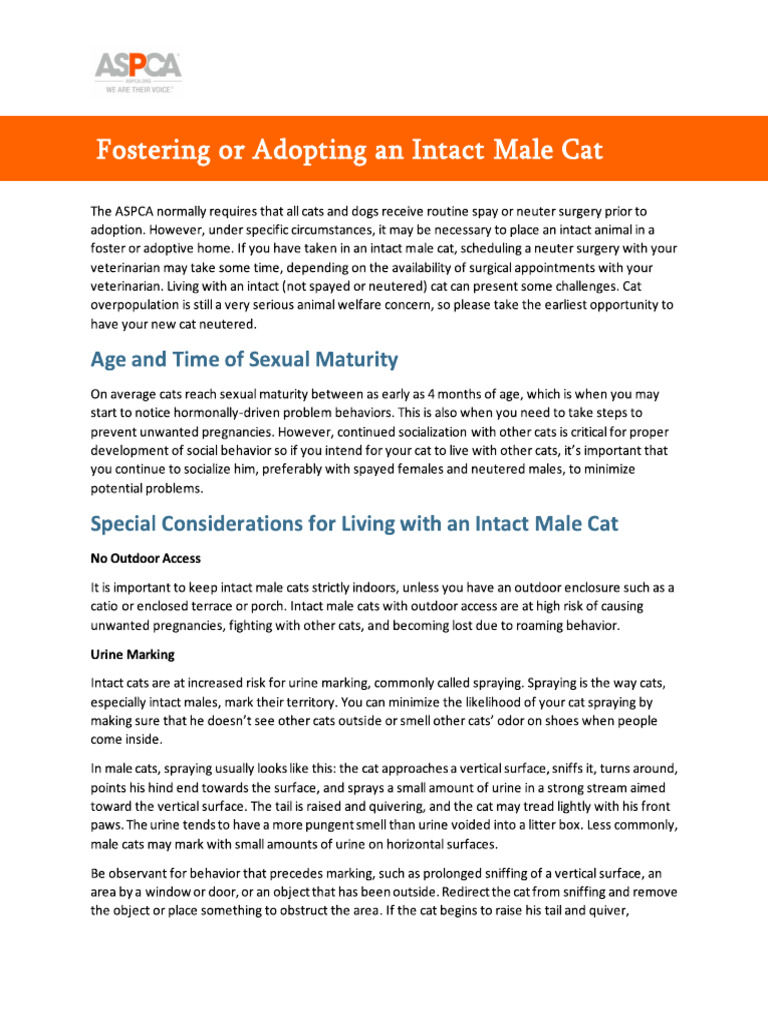 Behavior 2020 Intact Male Cat | PDF