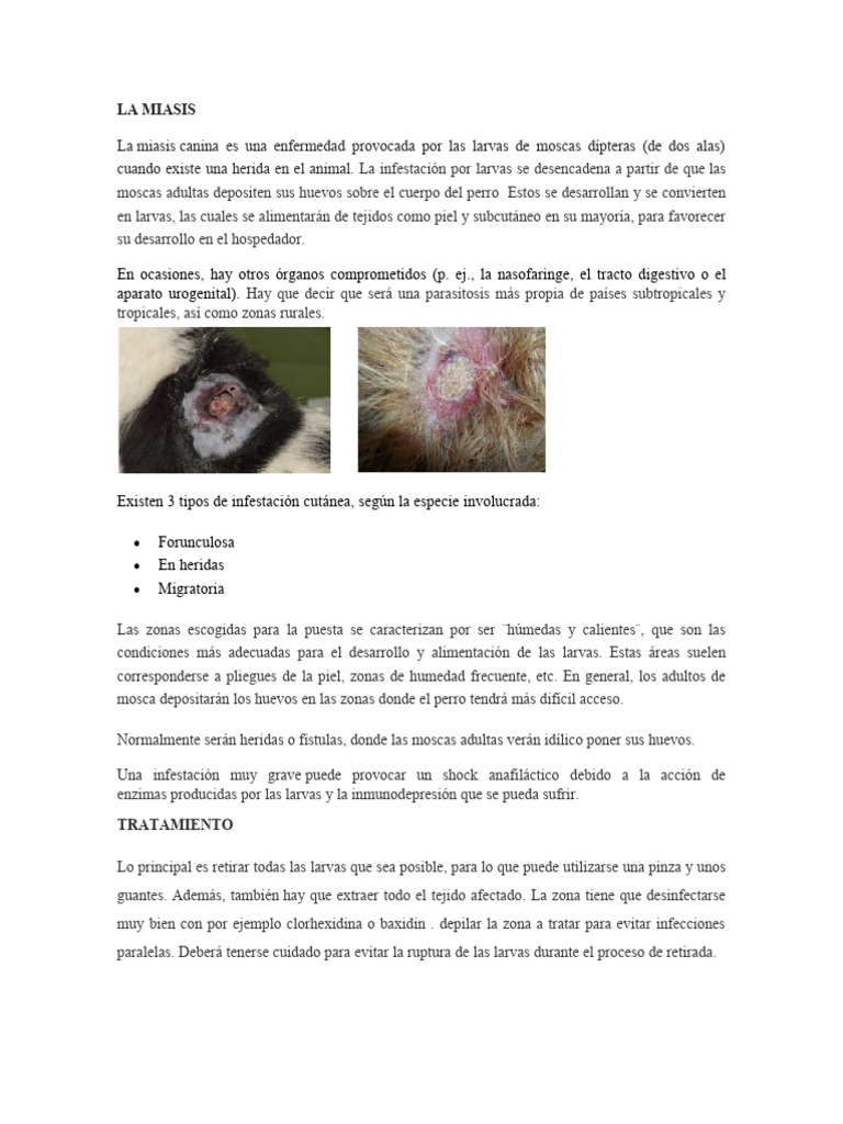 Miasis Canina: Causas, Tratamiento y Prevención | PDF | Herida ...