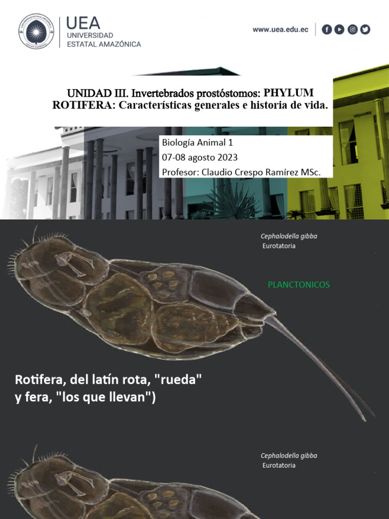 Clase 31-32 - Unidad III - Phylum Rotífera | PDF | Ciencias de la vida | Organismos