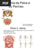 Pelve e Períneo | PDF | Pélvis | Anatomia