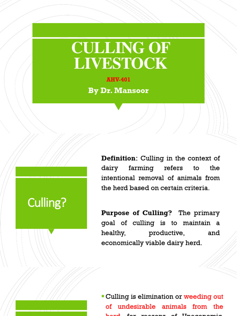 CULLING OF ANIMALS | PDF | Dairy Cattle | Cattle