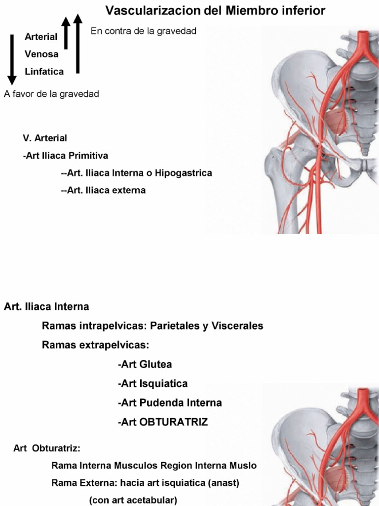 Vascularizacion Del Miembro Inferio | PDF