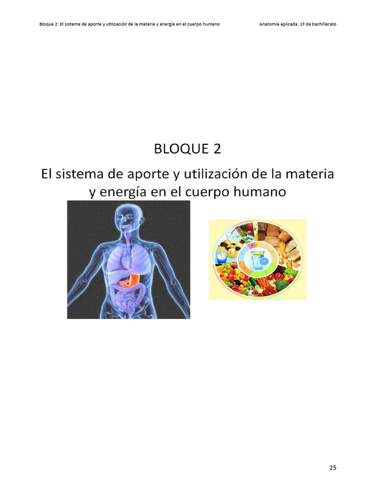 Anatomia AP Bloque 2 (1) | PDF | Digestión | Sistema digestivo humano