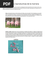 Aparato Reproductor Del Cerdo Hembra y Macho | PDF | Semen | Testículo
