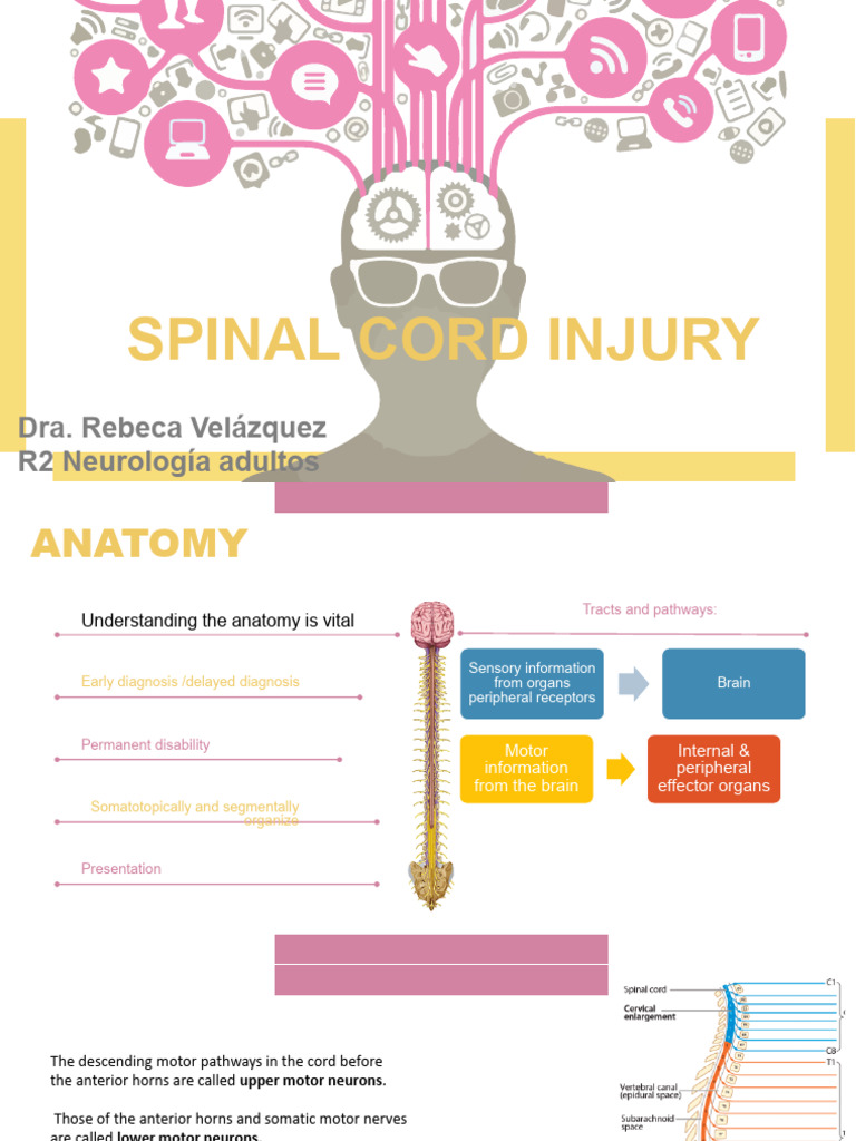 Trauma Medular Dra Lucy | PDF | Motor Neuron | Spinal Cord Injury