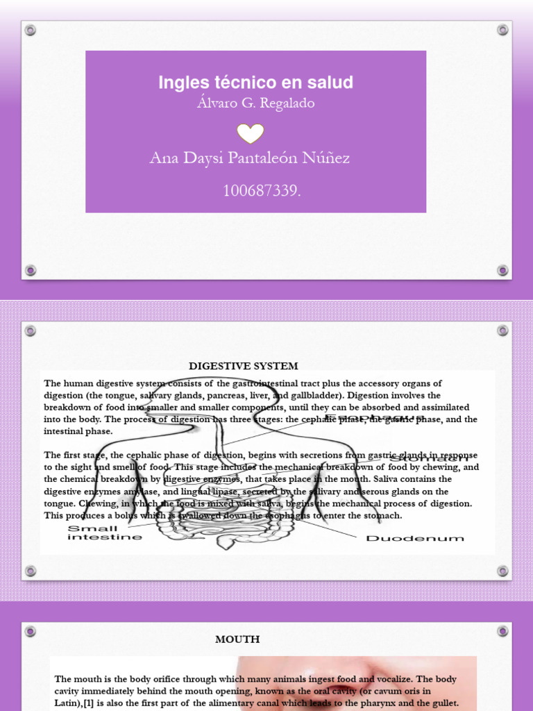 PRACTICA FINAL DE INGLE. DIGESTIVE SYSTEM. Ana | PDF | Small Intestine ...