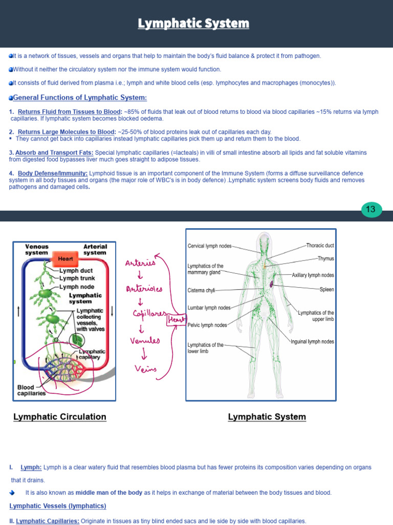 Lymphatic System | PDF | Lymphatic System | Capillary