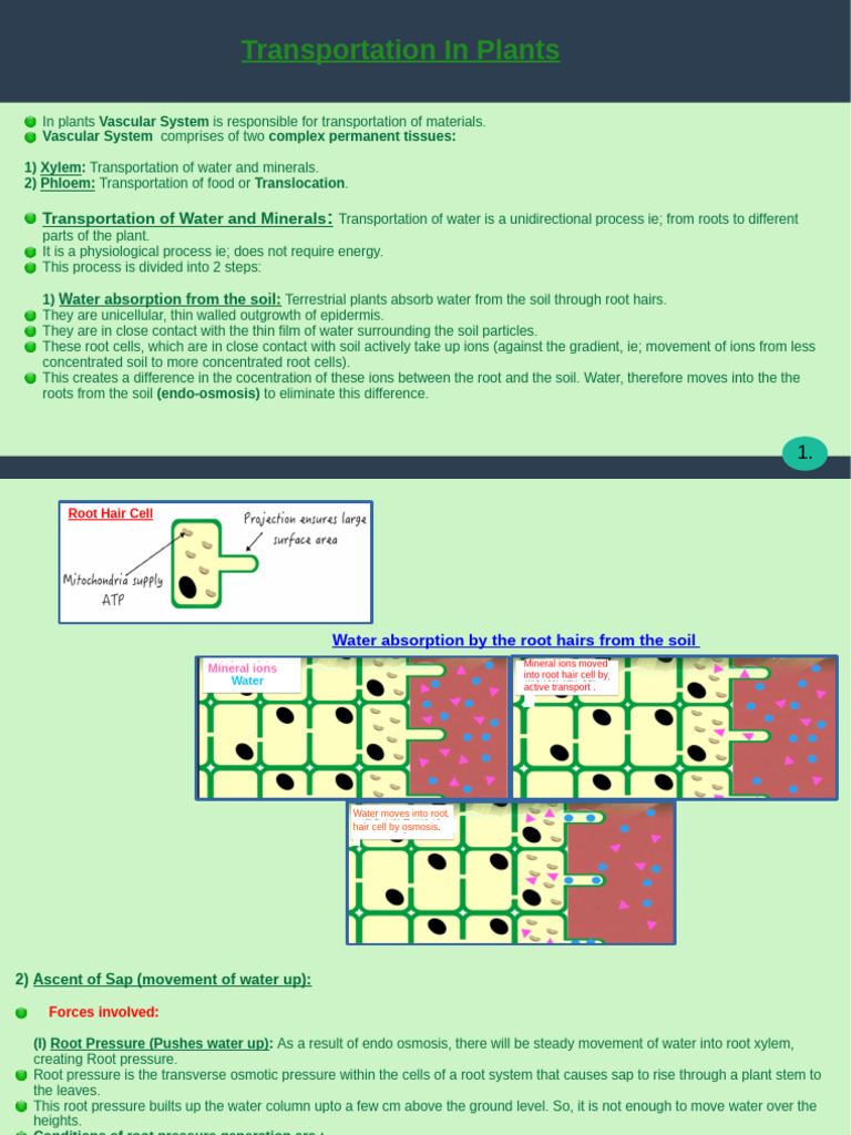 Plant Transportation: Xylem & Phloem Functions | PDF | Root | Botany