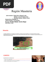 Región Geniana o Región de La Mejilla | PDF | Anatomía | Anatomía humana