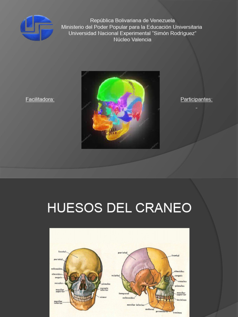 CRANEO | PDF | Cráneo | Sistema musculoesquelético