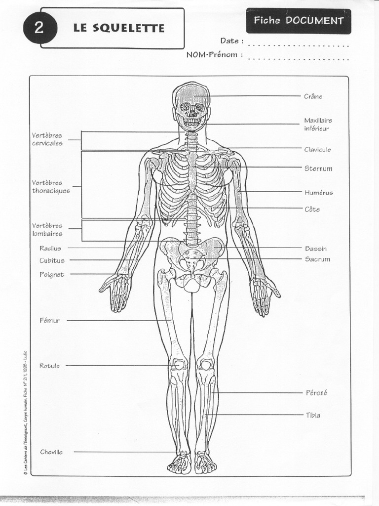 Fiches Outils-Le Squelette 2 | PDF