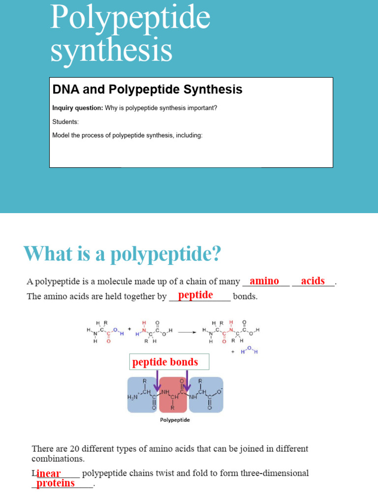 L18 Polypeptide Synthesis | PDF | Translation (Biology) | Messenger Rna
