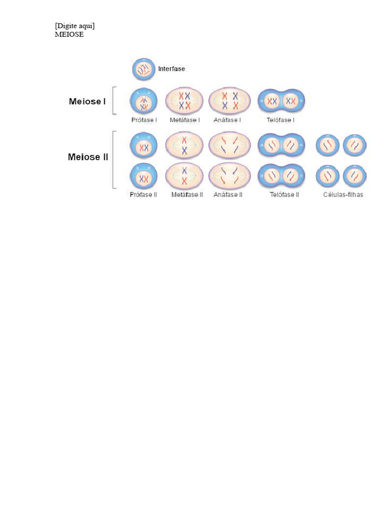 Fases da Meiose desenho | PDF