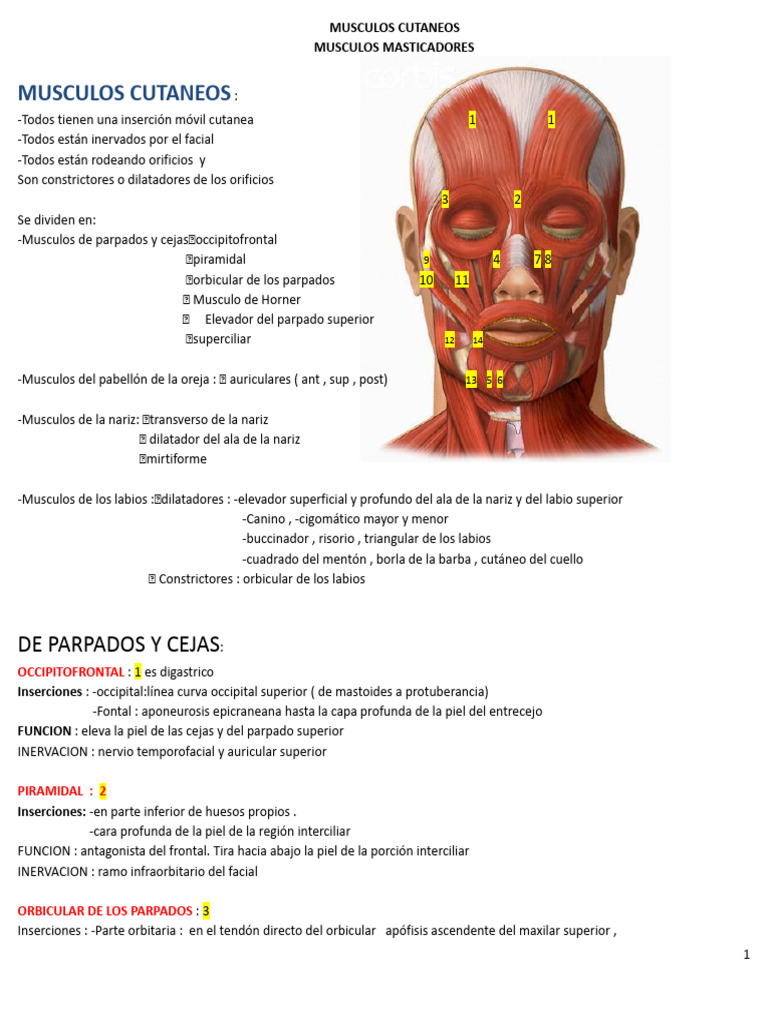 Musculos Masticadores, Cutaneos, Faciales | PDF | Sistema ...