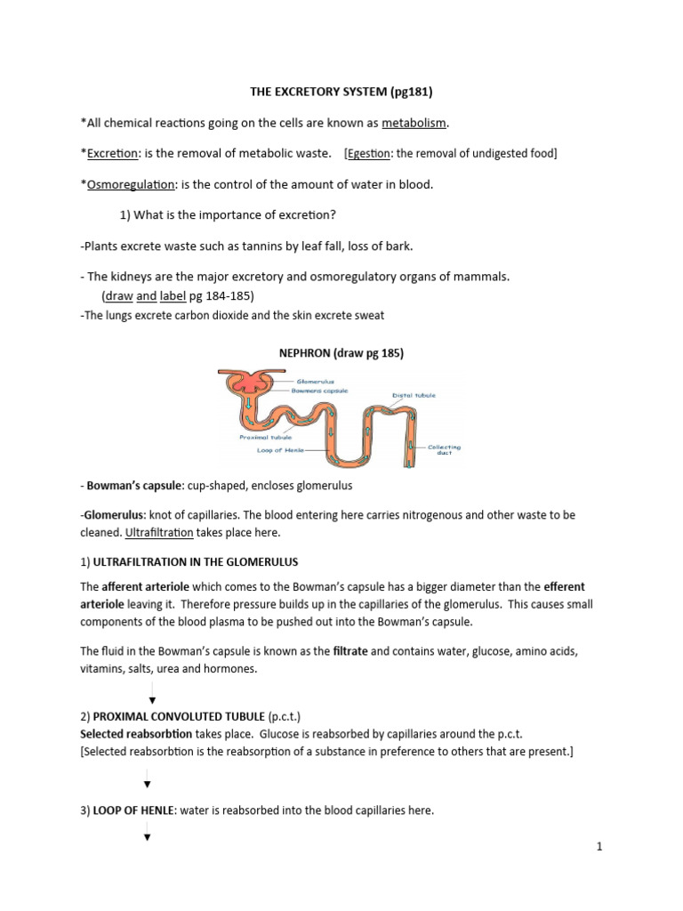 B) THE EXCRETORY SYSTEM | PDF | Kidney | Urinary System