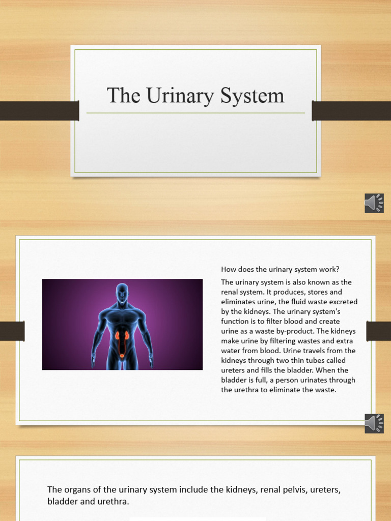 Urinary System - Presentation with audio | PDF | Urinary System | Kidney