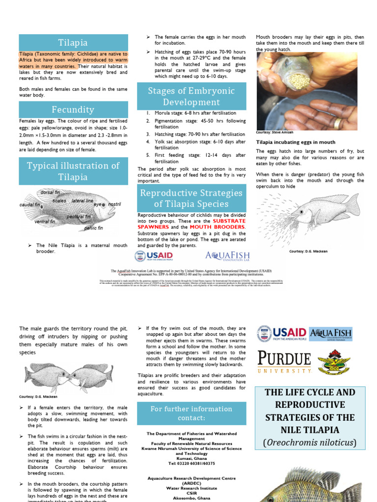 Tilapia Cycle | PDF | Egg | Spawn (Biology)
