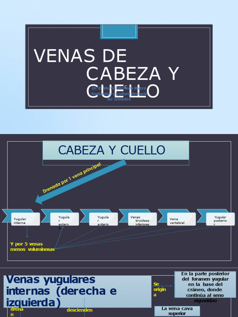 Anatomía de las Venas del Cuello | PDF | Cráneo | Cabeza y cuello humanos