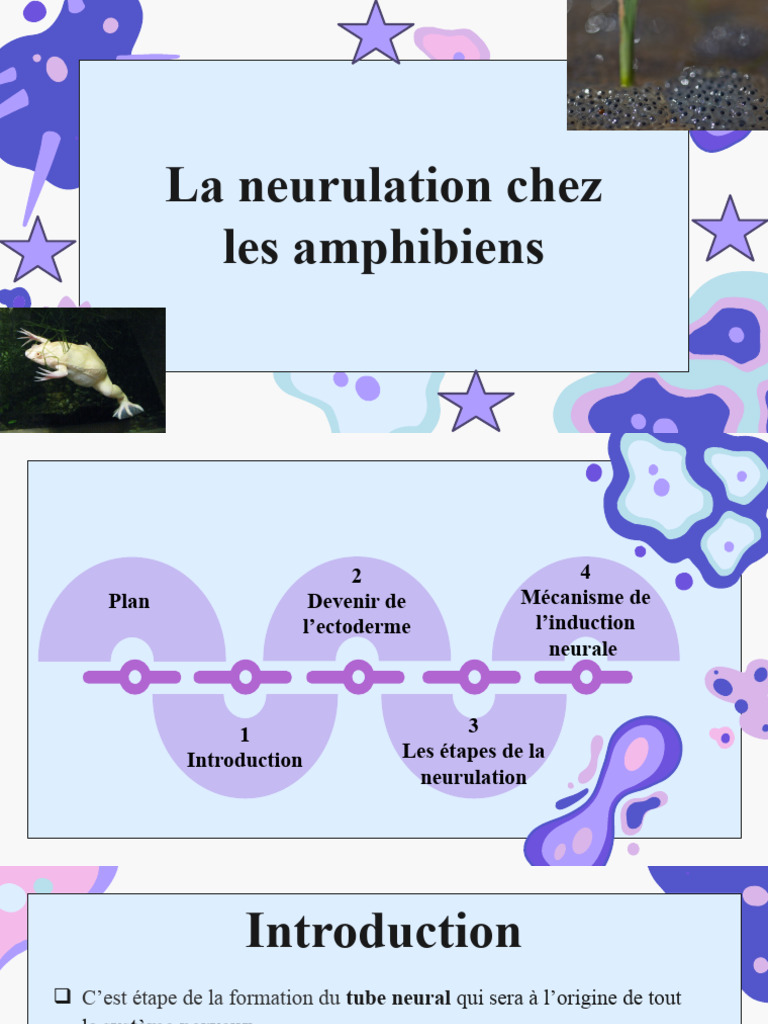 Présentation Neurulation | PDF