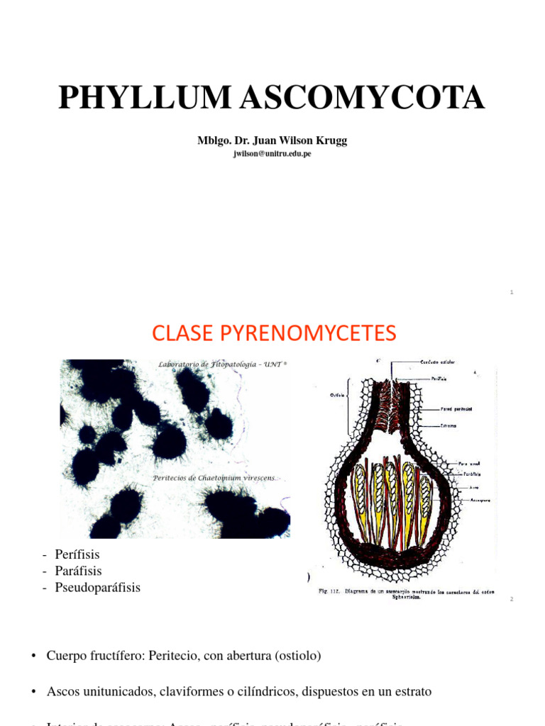 Ova Teoría 12 - Clase Pyrenomycetes, Discomycetes | PDF | Organismos ...
