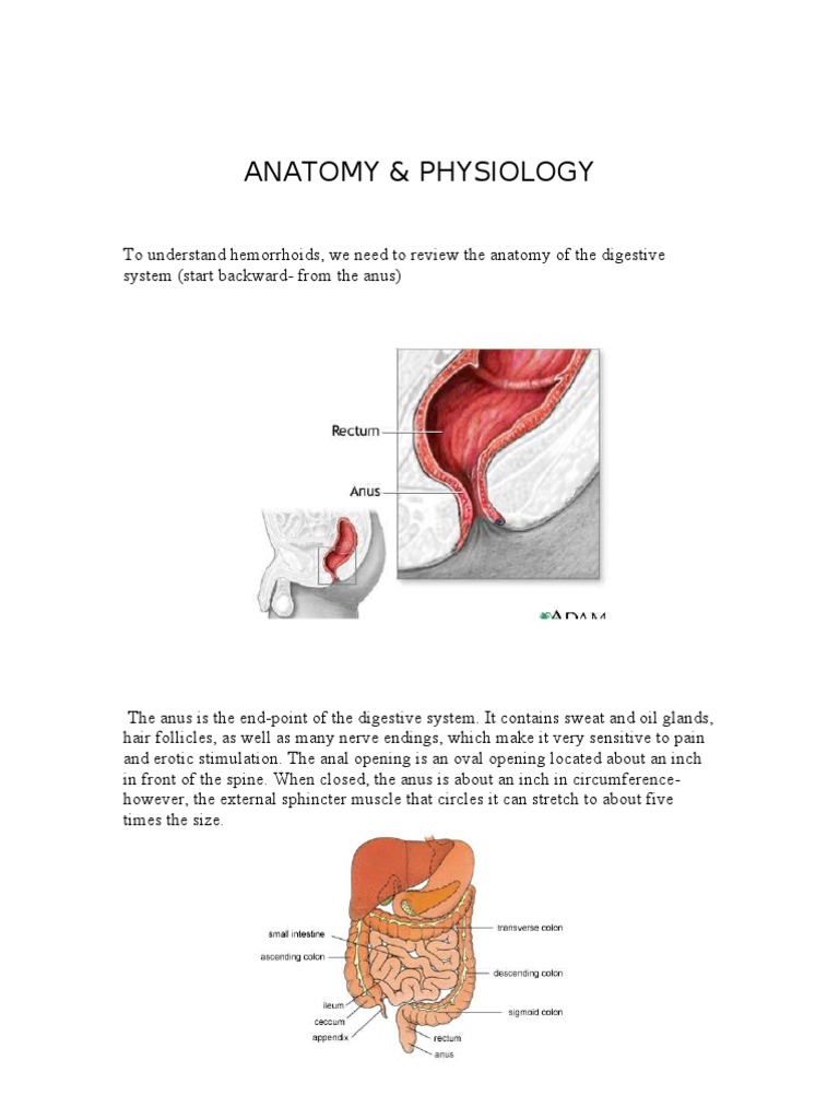 Anatomy and Physiology of Hemorrhoids | PDF | Hemorrhoid | Rectum