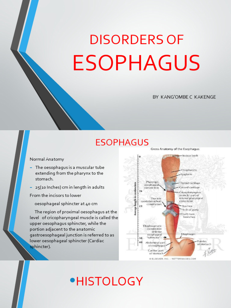 Disorders of Esophagus | PDF | Esophagus | Vein
