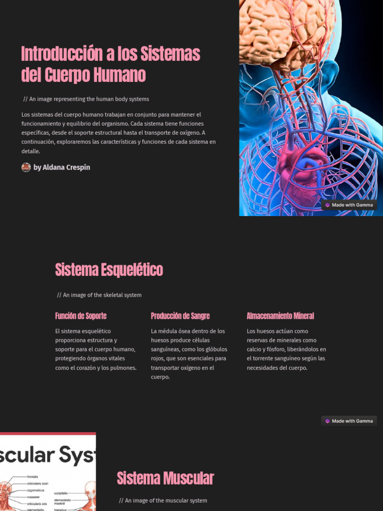 Sistemas Del Cuerpo 2 | PDF | Sangre | Sistema digestivo humano