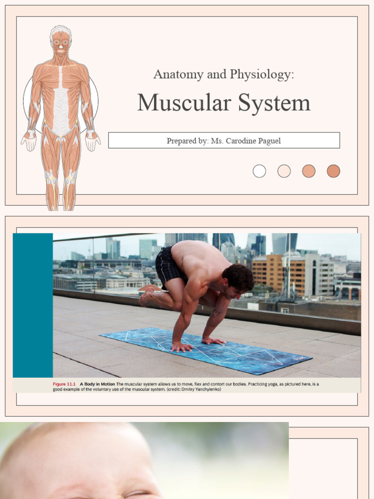 Overview of the Muscular System | PDF | Muscle | Physiology