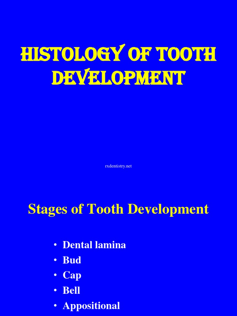 Histology of Tooth Development | Tooth Enamel | Dental Anatomy