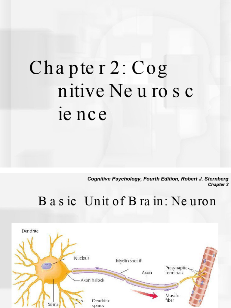Chapter 2 Cognitive Neuroscience | PDF | Brain | Behavioural Sciences