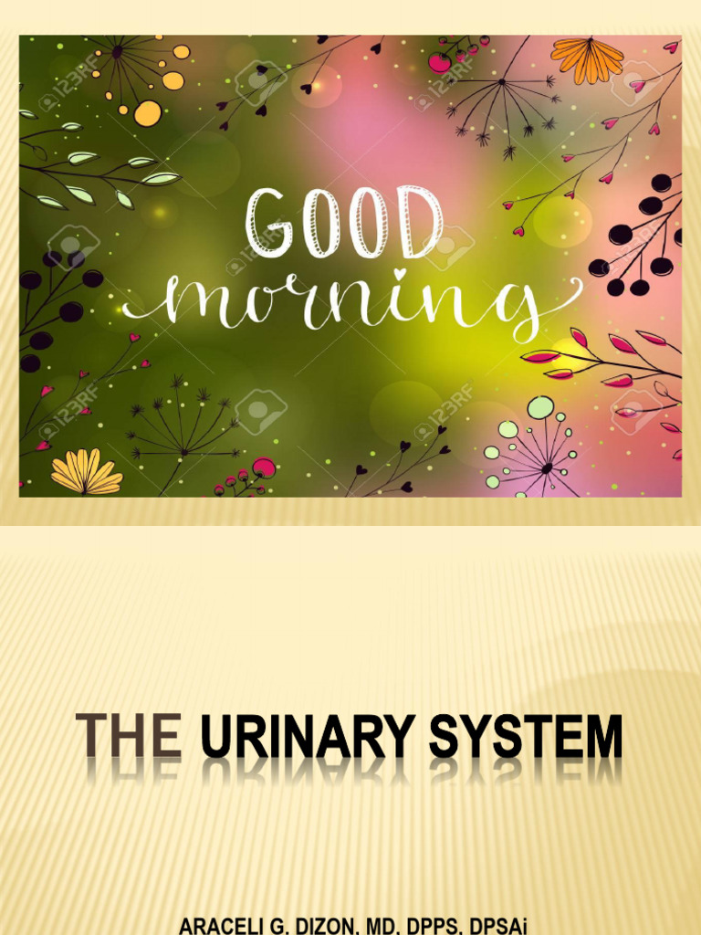 Urinary Sytem - Gross Anatomy Jan 2023 | PDF | Urinary System | Kidney