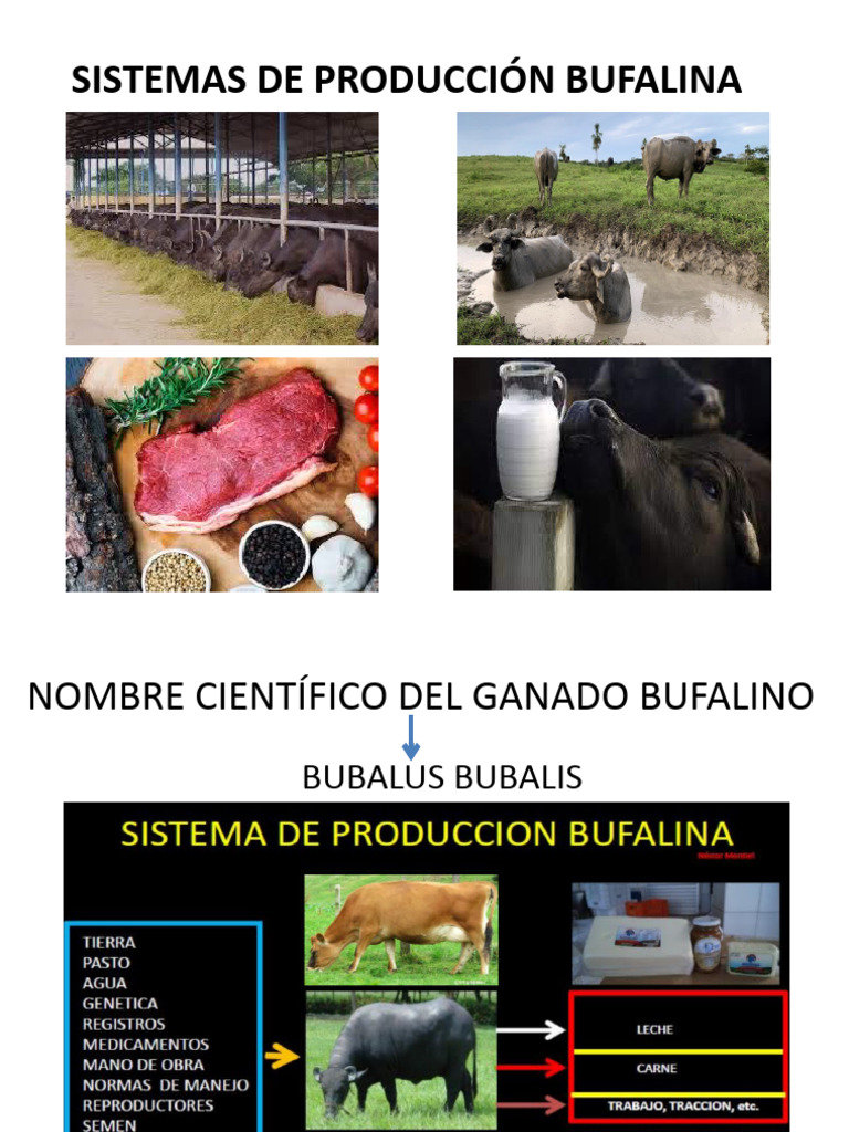 Producción Bufalina en Venezuela | PDF | Salud y bienestar
