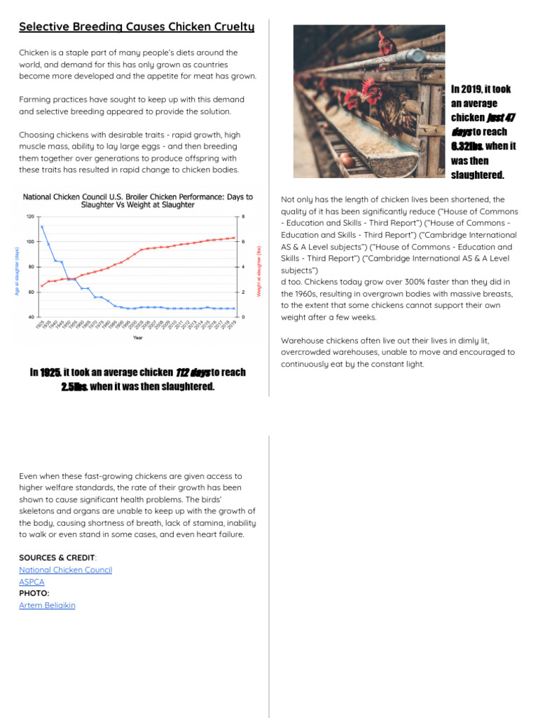 Article - Selective Breeding Causes Chicken Cruelty | PDF | Selective Breeding | Chicken