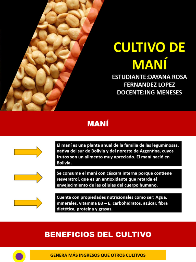 Cultivo de Maní - Dayana Fernandez | PDF | Siembra | Semilla