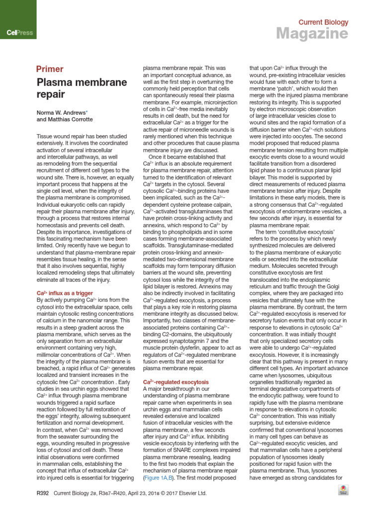 Cell Membrane Repair All | PDF | Cell Membrane | Lysosome