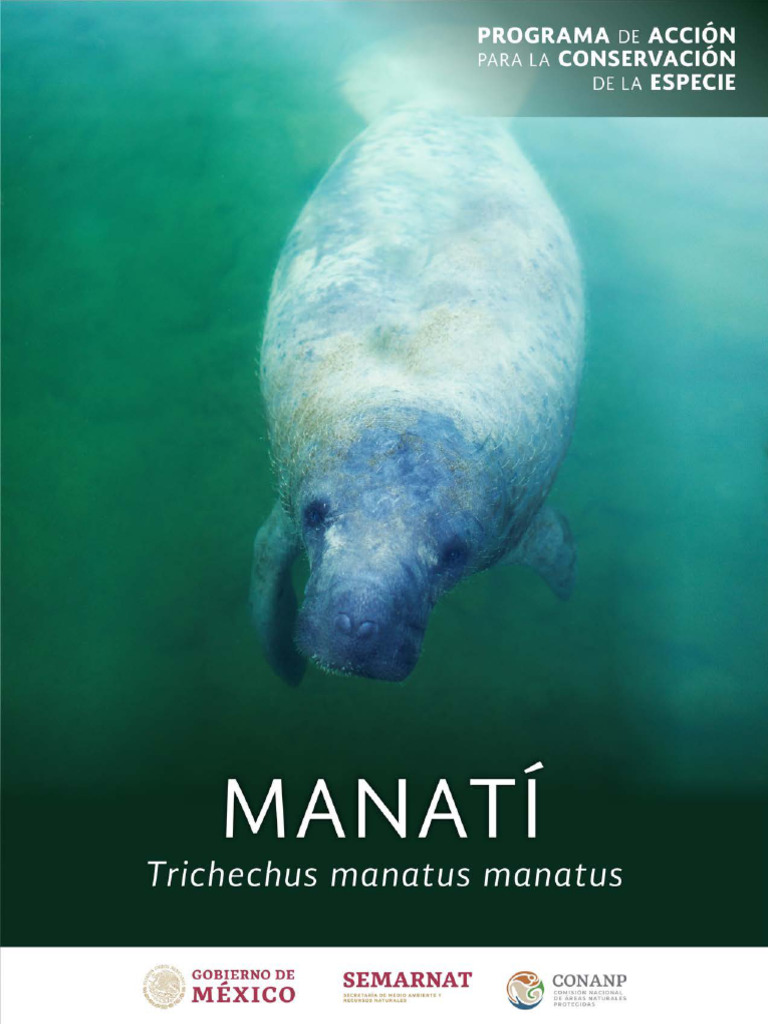Conservación del Manatí en México | PDF | Especie en peligro | México