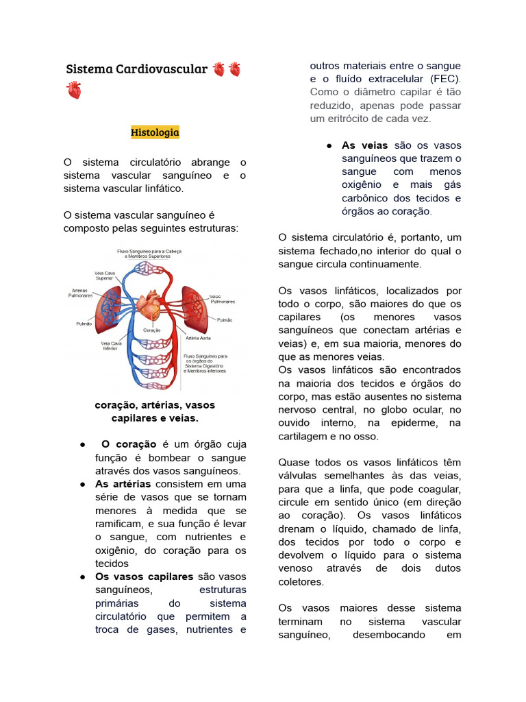 Morfo IV - Cardio | PDF | Artéria | Sistema circulatório