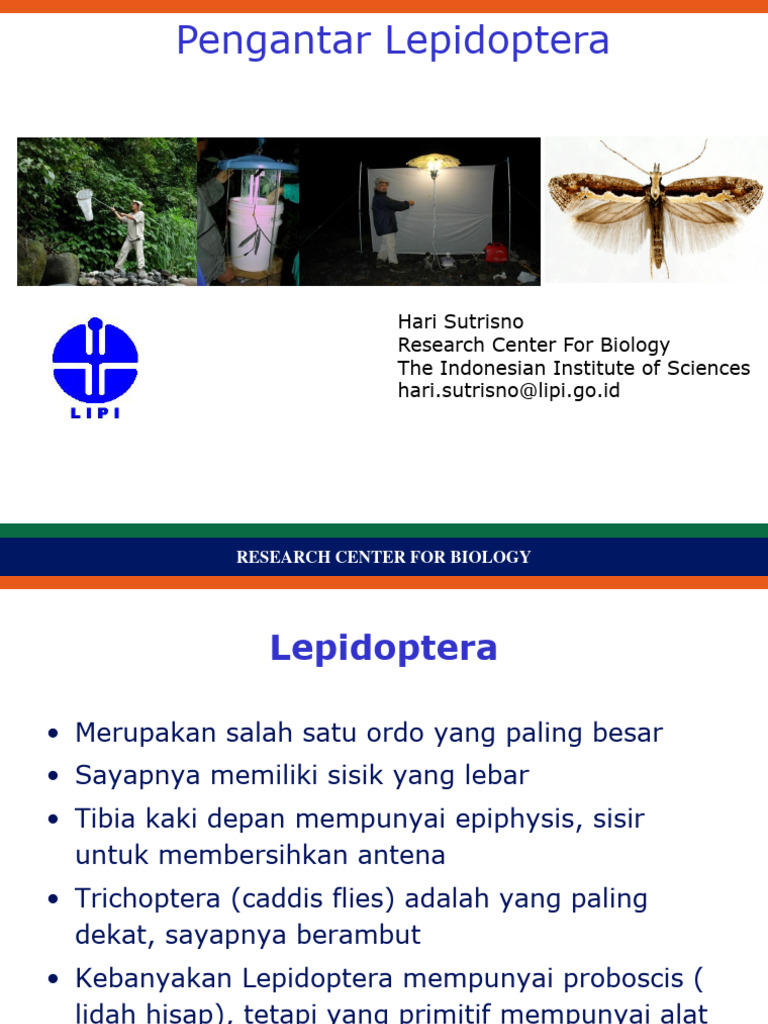 6. Identifikasi-Lepidoptera | PDF